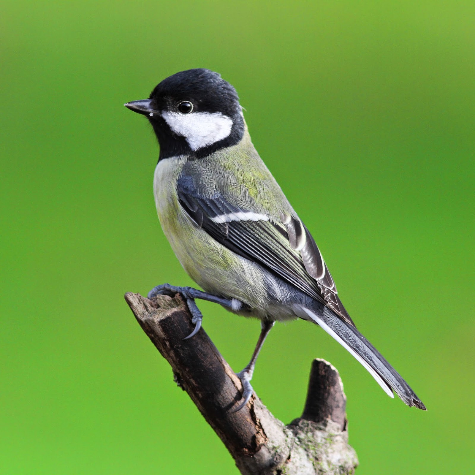 TrogTrogBlog: Bird of the week - Great tit