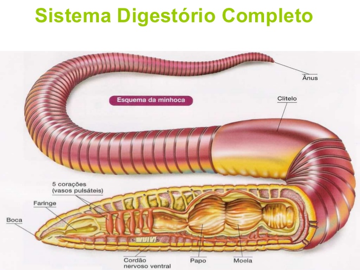 Filo anelídeos | Biologia: A ciência da vida