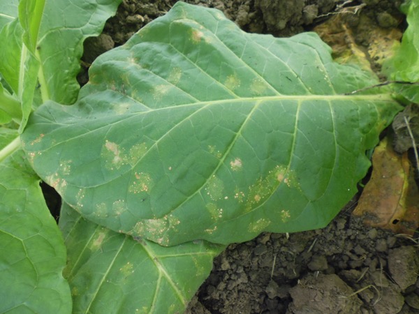 La economía del tabaco