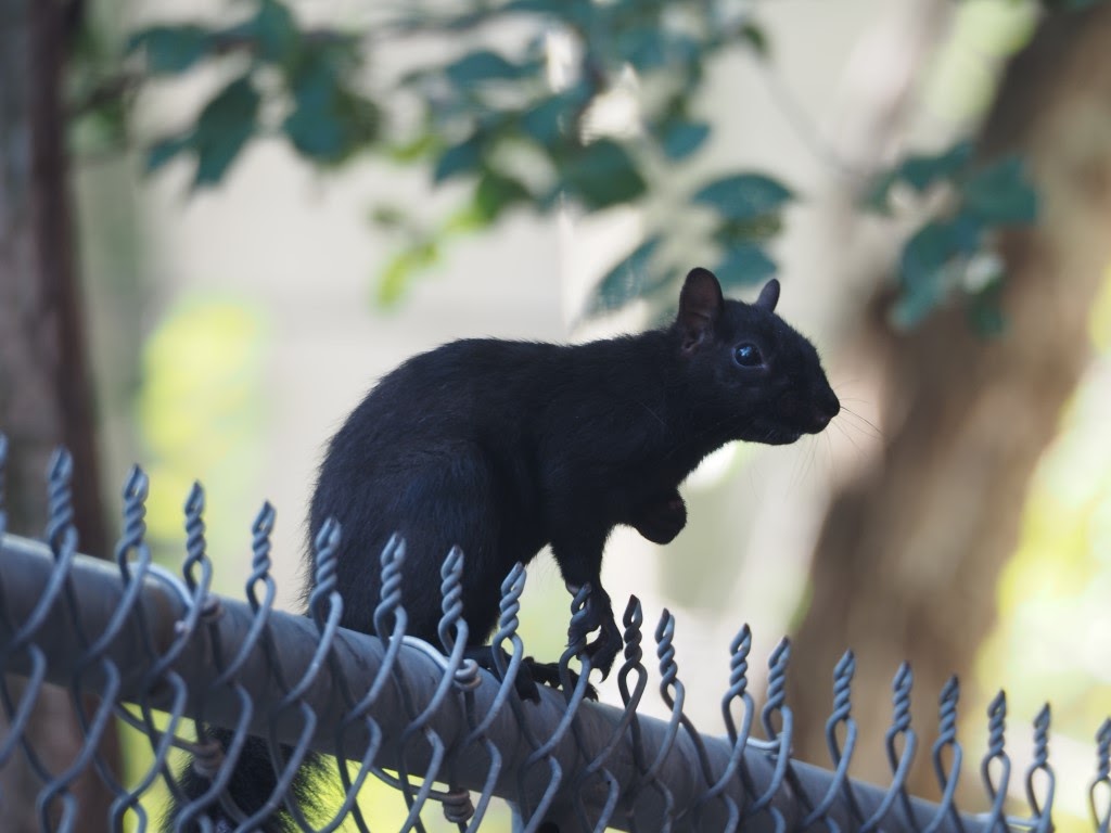 Las ardillas negras de Toronto | Ontario