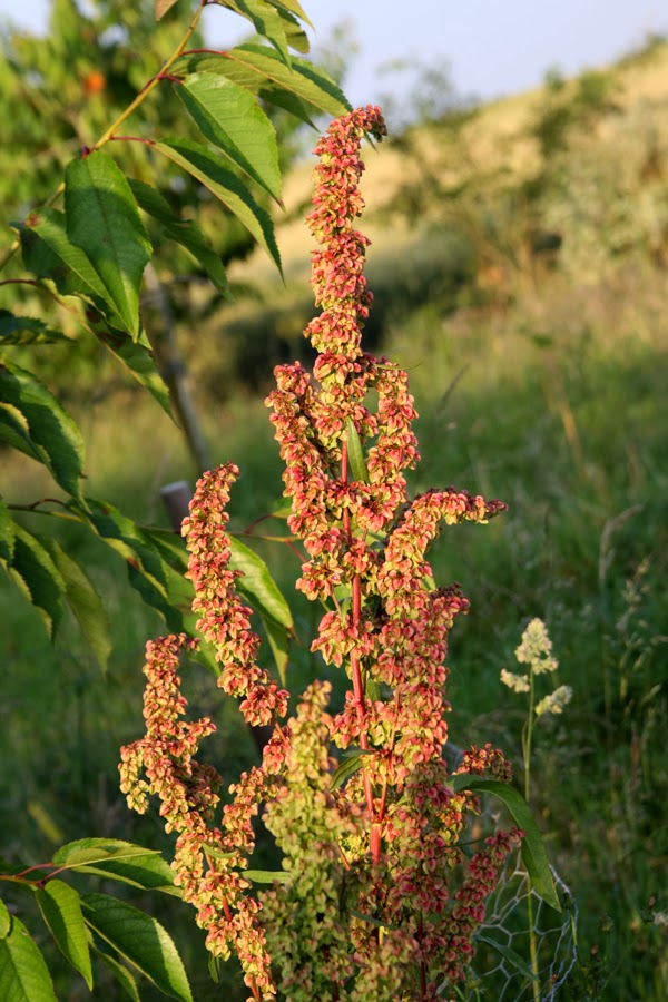 Healing Weeds: Curly Dock