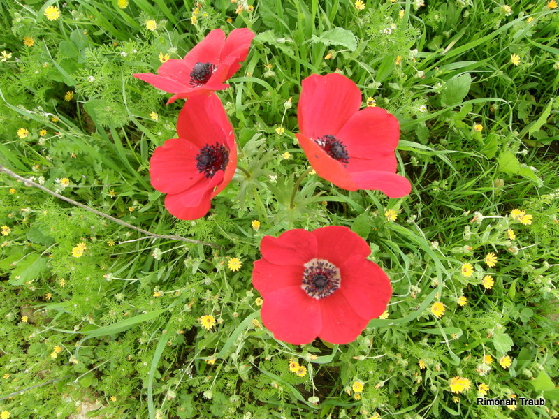 Touring Eretz Yisroel: Wild Flowers of Eretz Yisrael©