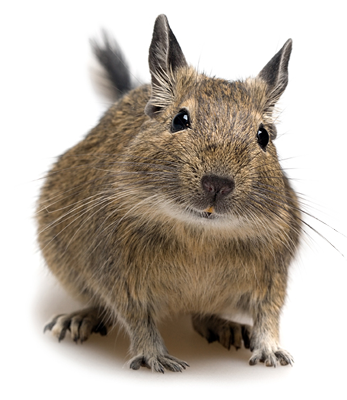 Particulations: The Existential Degu Teaches…Close Reading 101