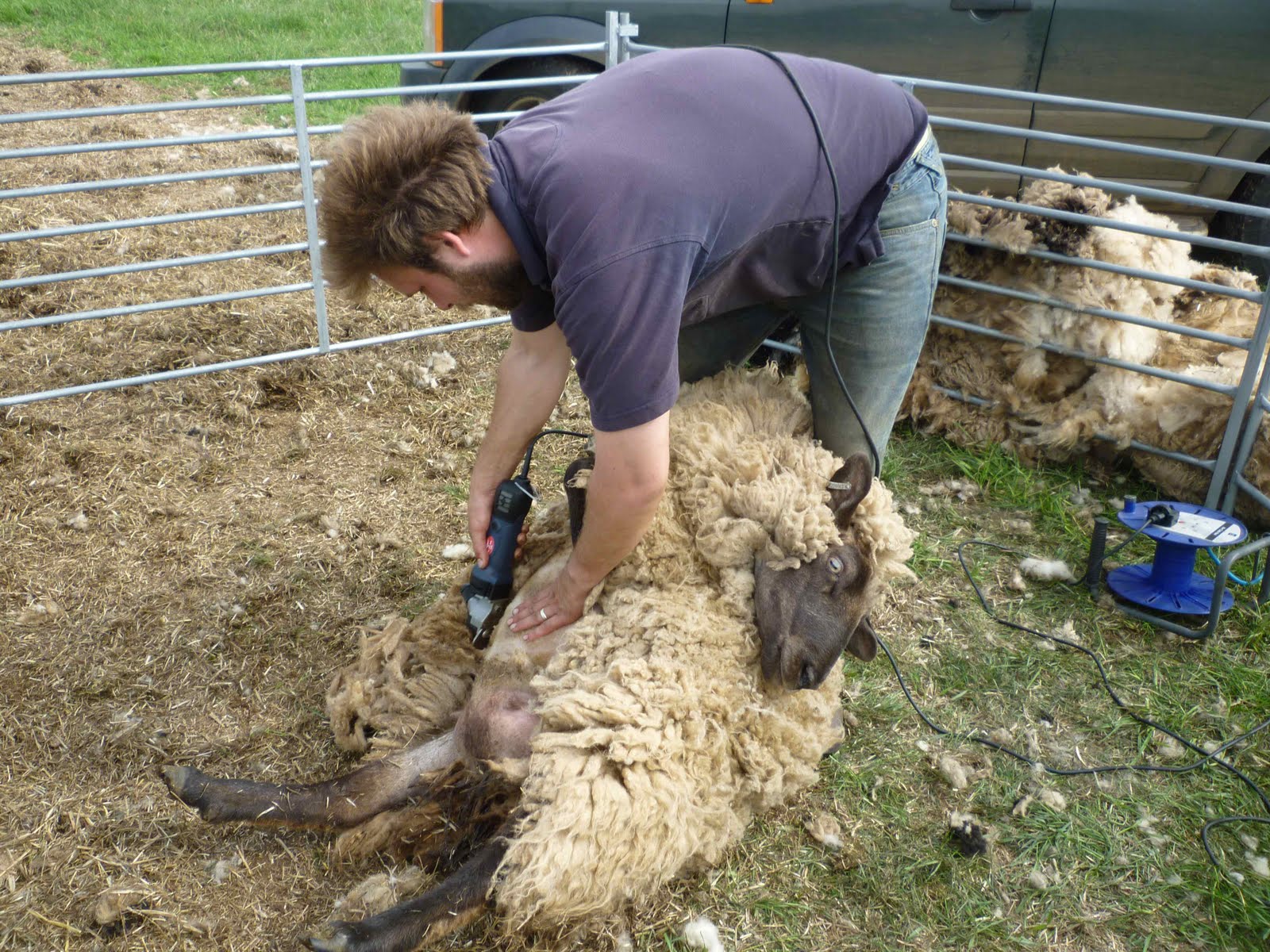 A Norfolk farmer: Sheep shearing and catch up!