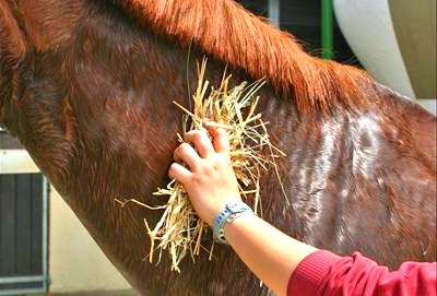Soon a horse: Bien préparer le cheval pour l'hiver