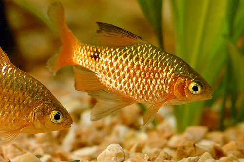 Barbs ~ Aquatic Animals