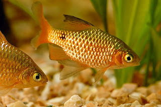 Barbs ~ Aquatic Animals
