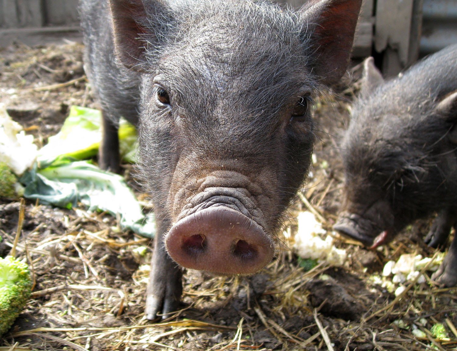 Little Pet Pigs: Little pet pigs at 3 months