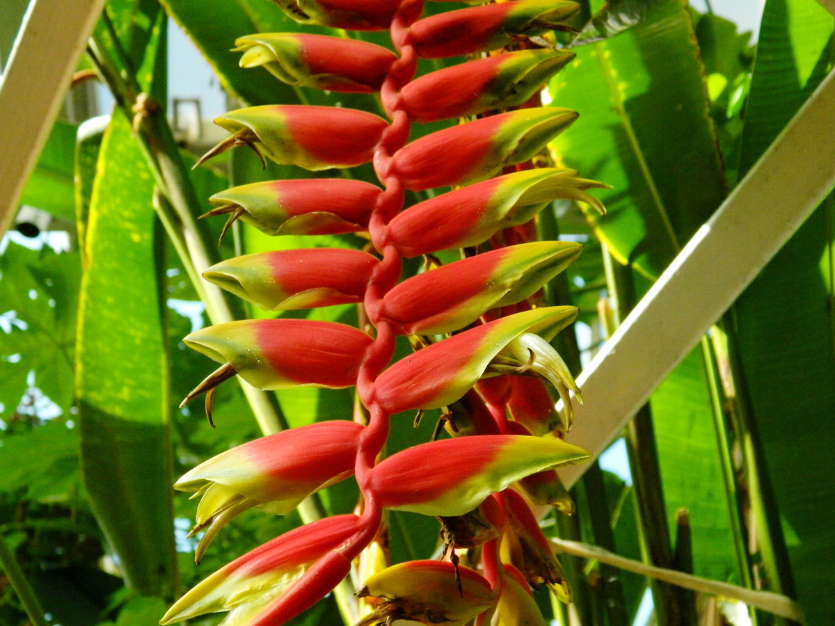 LA MULTI ANI, ROMANIA!: Flori exotice bicolore (rosu, galben)