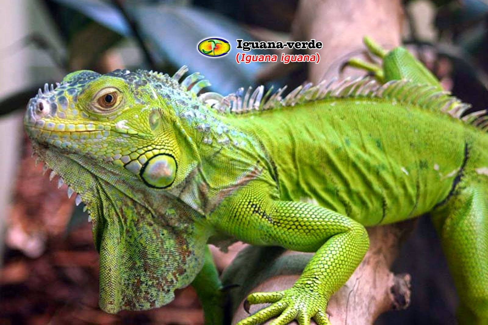 Biodiversidad de Reptiles en Panamá: Reptiles
