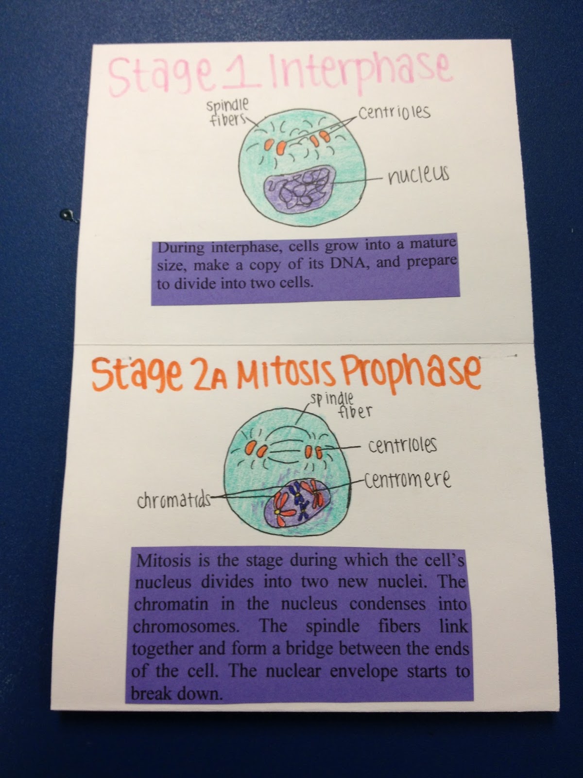 Cards {and} Cardigans: Cell Cycle Foldable