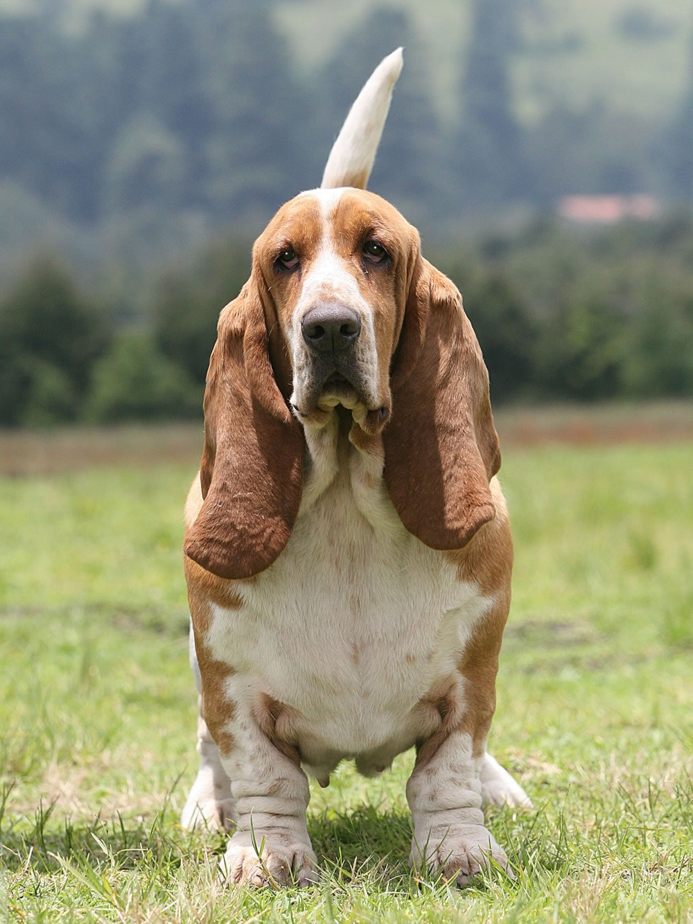 Nuestro amigo el Perro: BASSET-HOUND