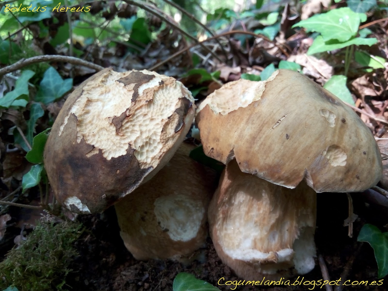 Fotos De Boletus Comestibles