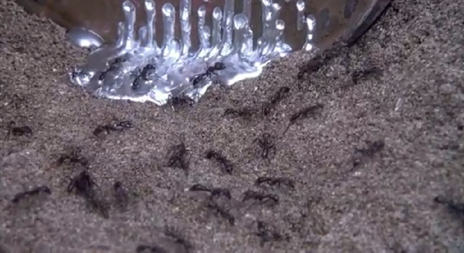 The Bloody Pit of Horror: Empire of the Ants (1977)