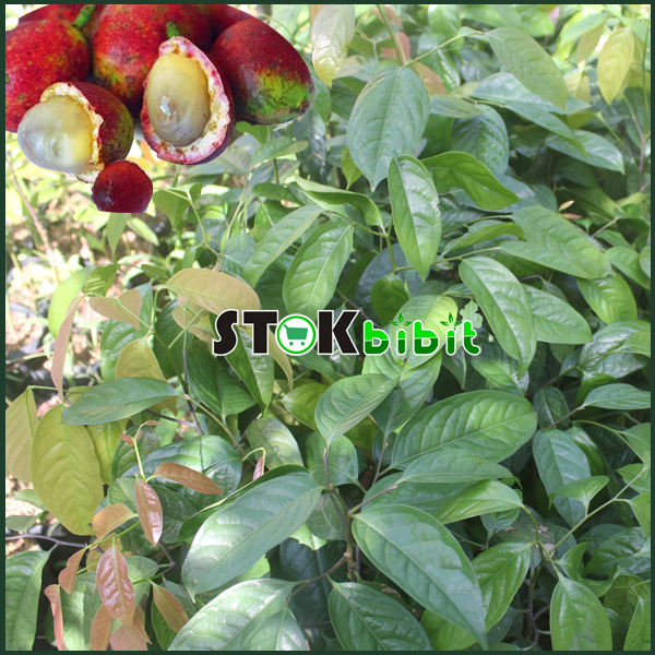 39+ Gambar Tanaman Matoa Super Keren - Informasi Seputar Tanaman Hias