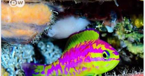 ¿Son sinónimos escuálido y escualo?