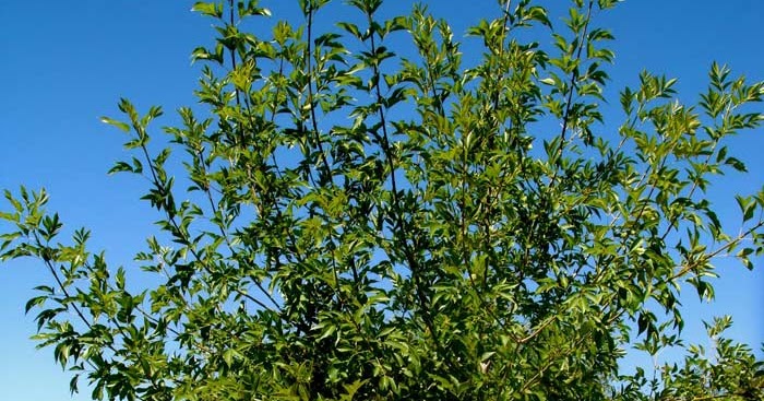 Living Life by Trusting God for Each Step: The Velvet Ash