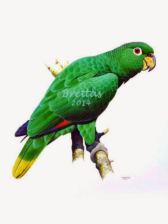 Eduardo Brettas - Bird Illustrator: Projeto "Terra Papagalli" chega ao fim!