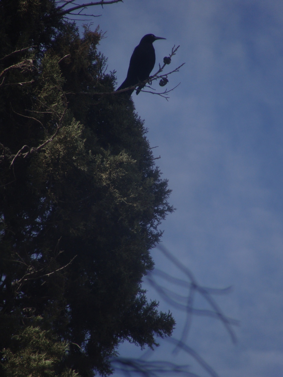 Tramoyam3: Serenata de un Chanate / hasta que le llamo la doncella y se fue