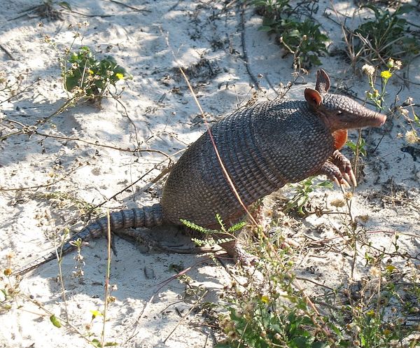 Turismo: ¿ QUE TE OFRECE NUESTRO PARQUE NACIONAL EL CUSUCO?
