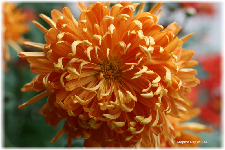 Steph's Cup of Tea: Huang Shan Chrysanthemum Fields