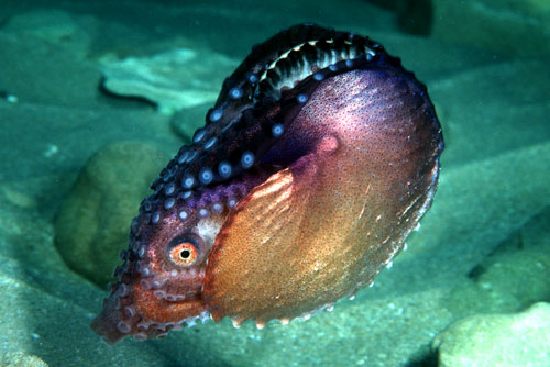 Rudie Hermann Kuiter, underwater photographer, taxonomist, and marine ...