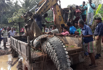 Wildlife Finds the Largest Crocodile in Sri Lanka | Gossip Lanka Hot ...