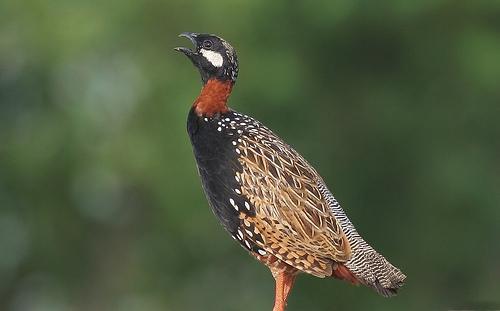 Kala Teetar for sale