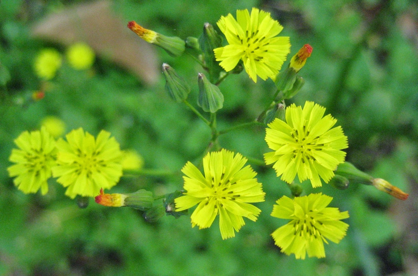 Discovering His Creation: Japanese Hawkweed (Youngia japonica)