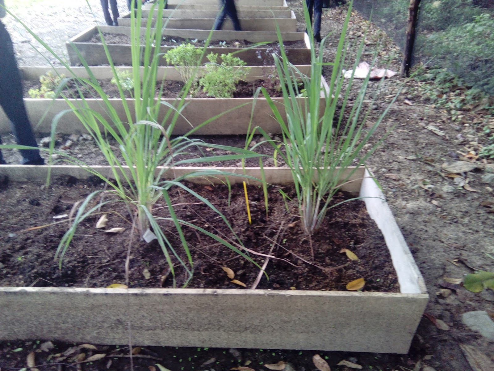 La Limonaria: Nuestro cultivo de Limonaria