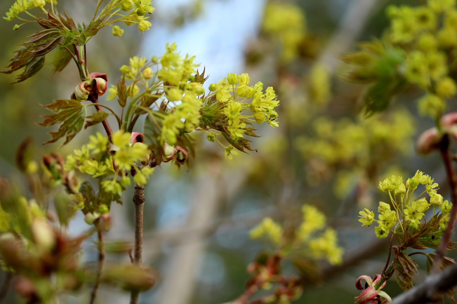 Koivuharjun puutarhasta kuvattua ja kuvailtua: Vaahtera kukkii