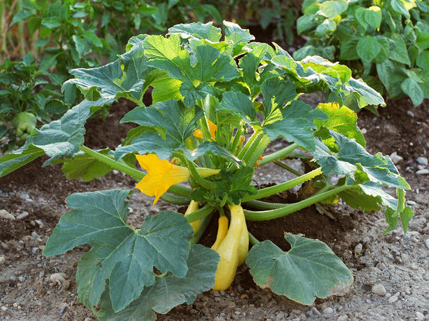 PARACHA FARM: 04/08/12