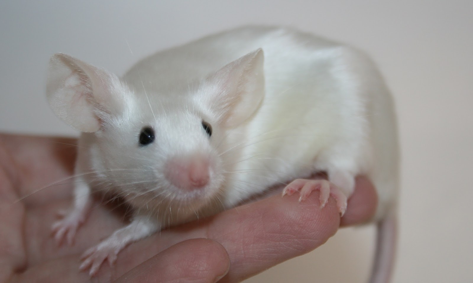 Seitan talttahampaat: KASVATUSTAUKO VIIMEINKIN OHI!