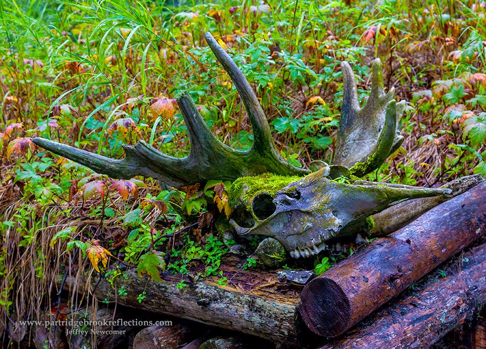 Getting it Right in the Digital Camera : Alaska, Talkeetna and Devil's ...