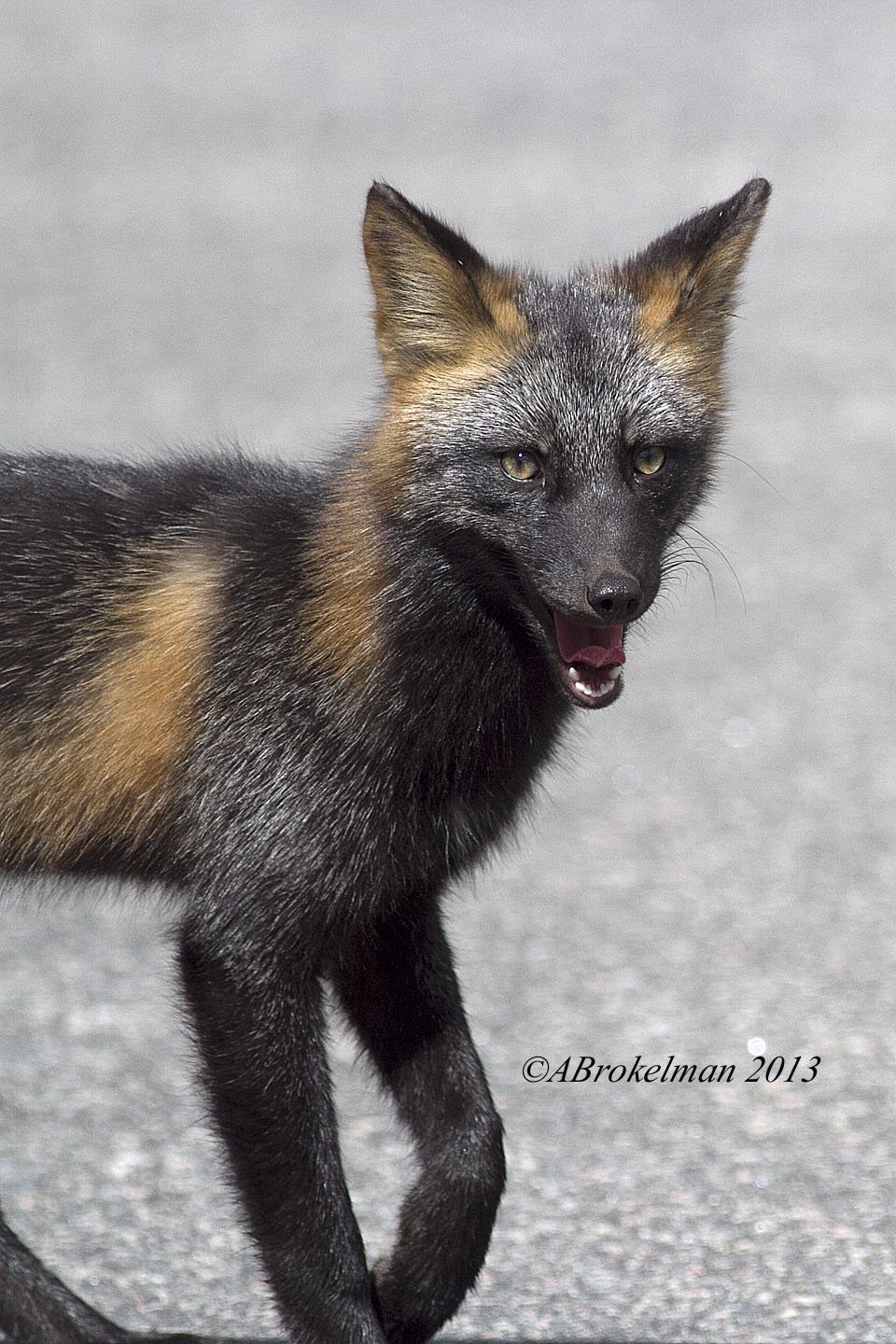 Ann Brokelman Photography: Cross Fox, Norris Point, Newfoundland Sept 2013