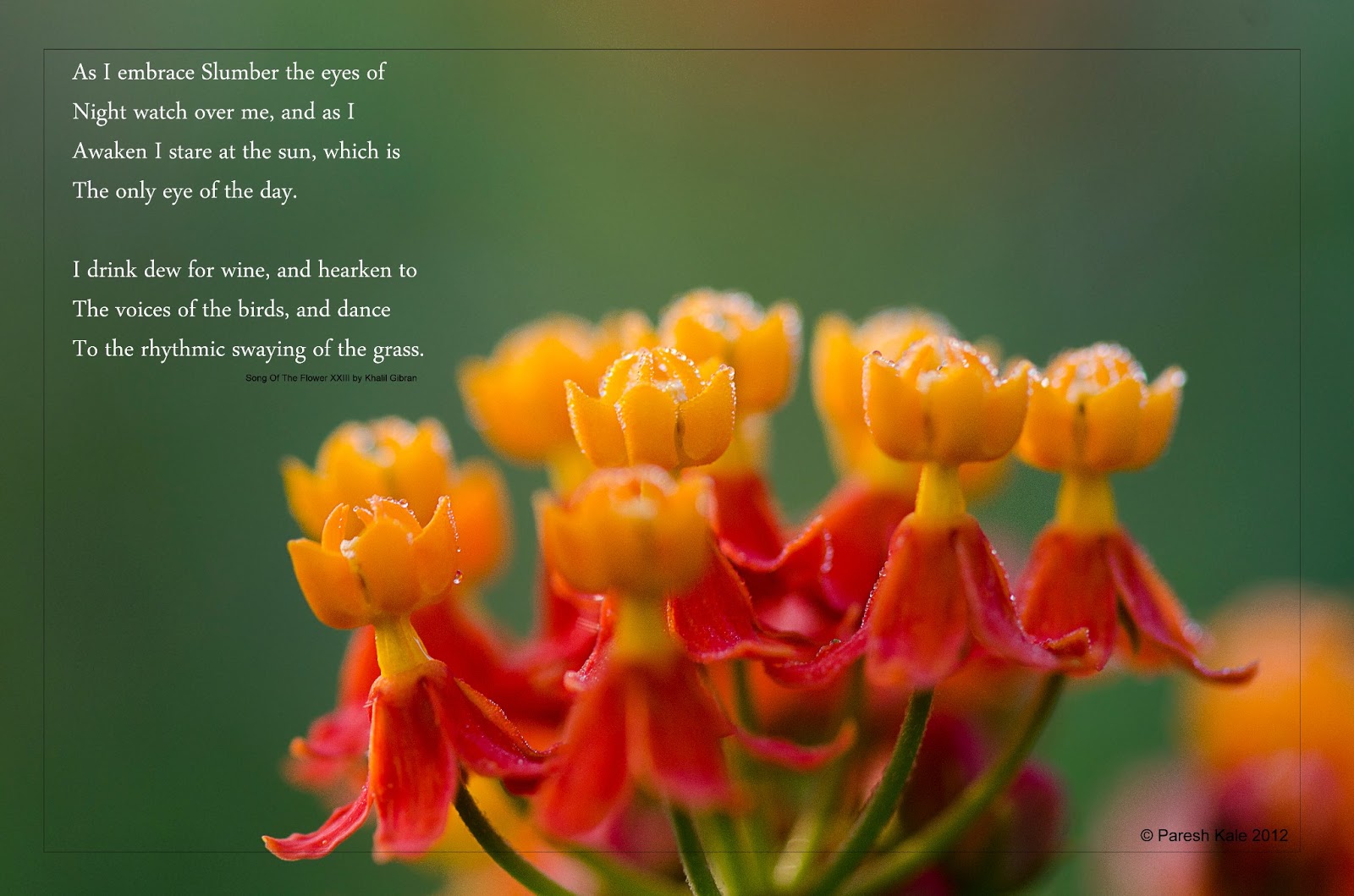 रुबाई - Rubaai: A flower - a poem