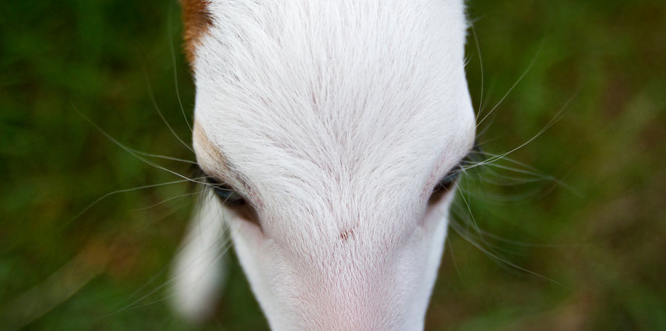 White Wolf : World rarest white-faced fawn, rejected by mother, finds ...