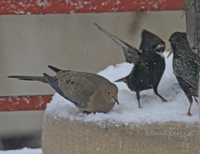 The Last Leaf Gardener: Throwback Thursday: Mr. Eugene Schieffelin (He ...