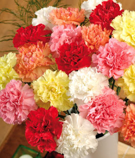 Canada Floral Delivery Blog: Carnation Facts & Trivia