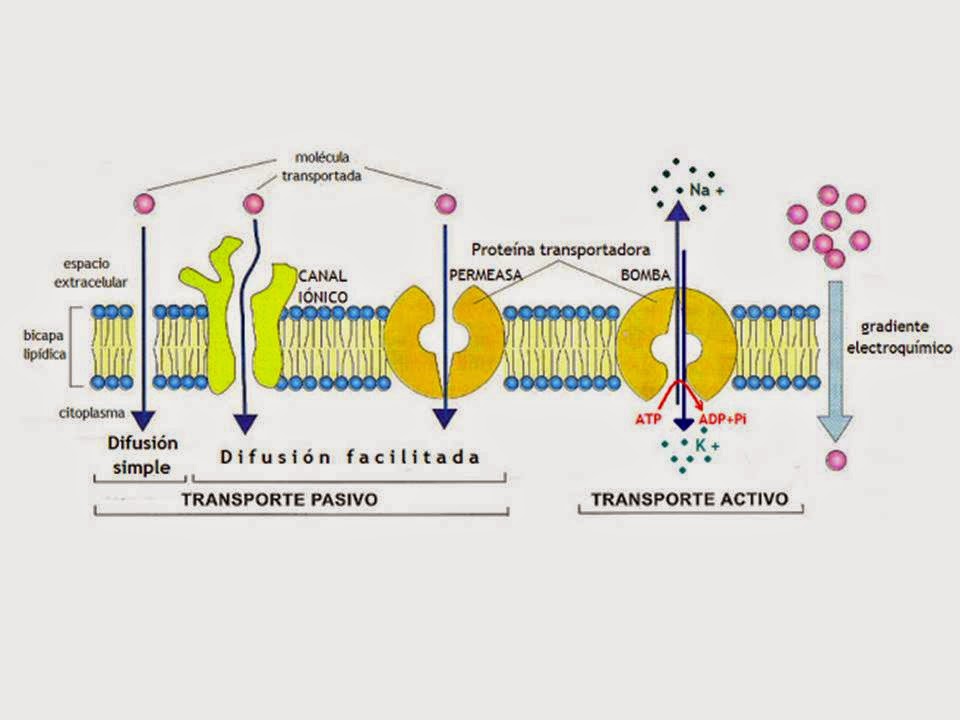 Blog de evidencias de fisiologia Medica de Bryanda Eriacema Higuera ...