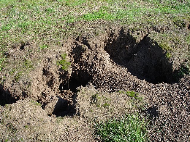 HD Animals: rabbit burrow