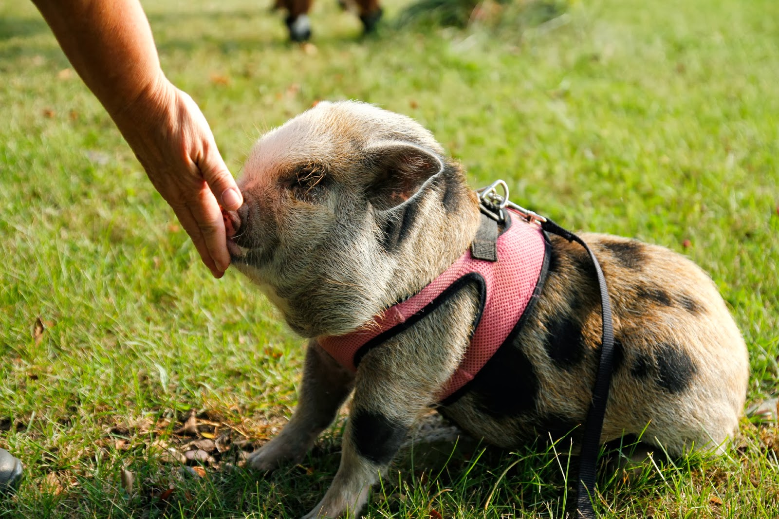 GEE Funny Farm: GEE Funny Farm Thanksgiving