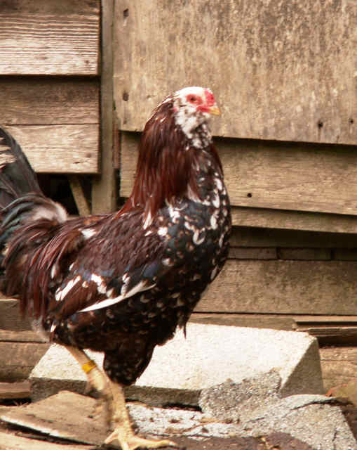 Breed Savers: Russian Orloffs