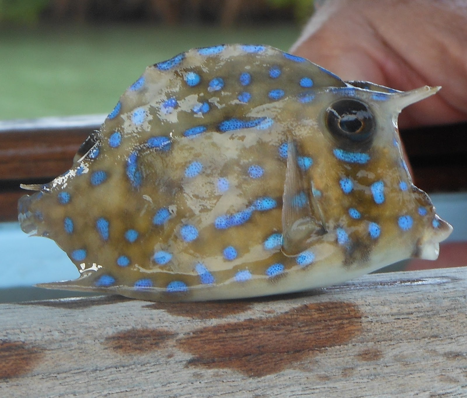 Southwest Florida Shoreline Studies: Long-horned Cowfish