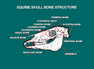 Horse Life and Love: Bones of the Skull.