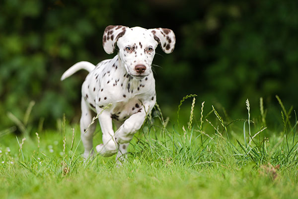 Dalmatian - Breed Profile | Australian Dog Lover