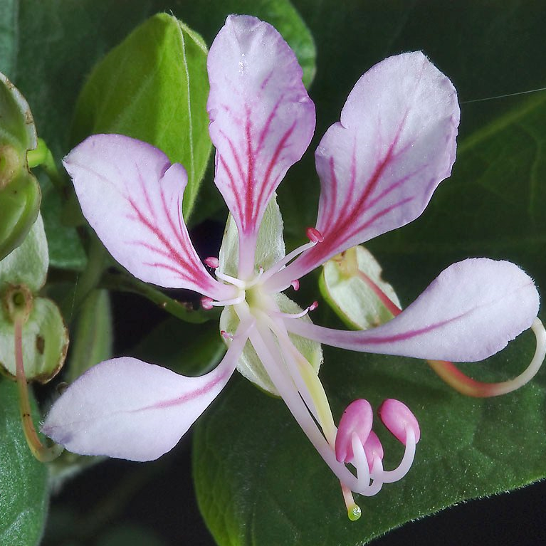 The latest dirt from my garden: Phanera Fairy Vine Bauhinia corymbosa