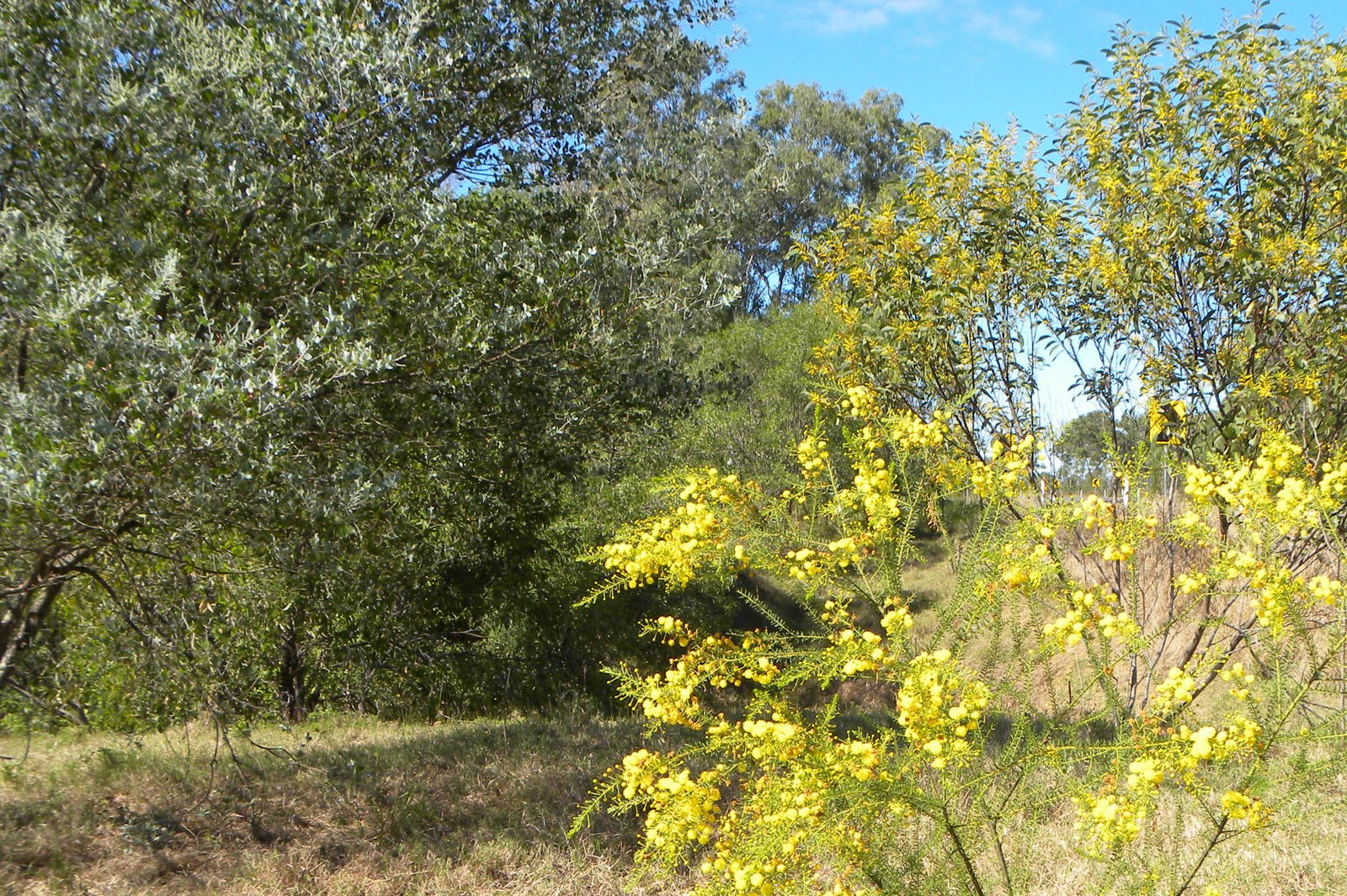 Ubobo Flowers: Lovely Golden Wattle