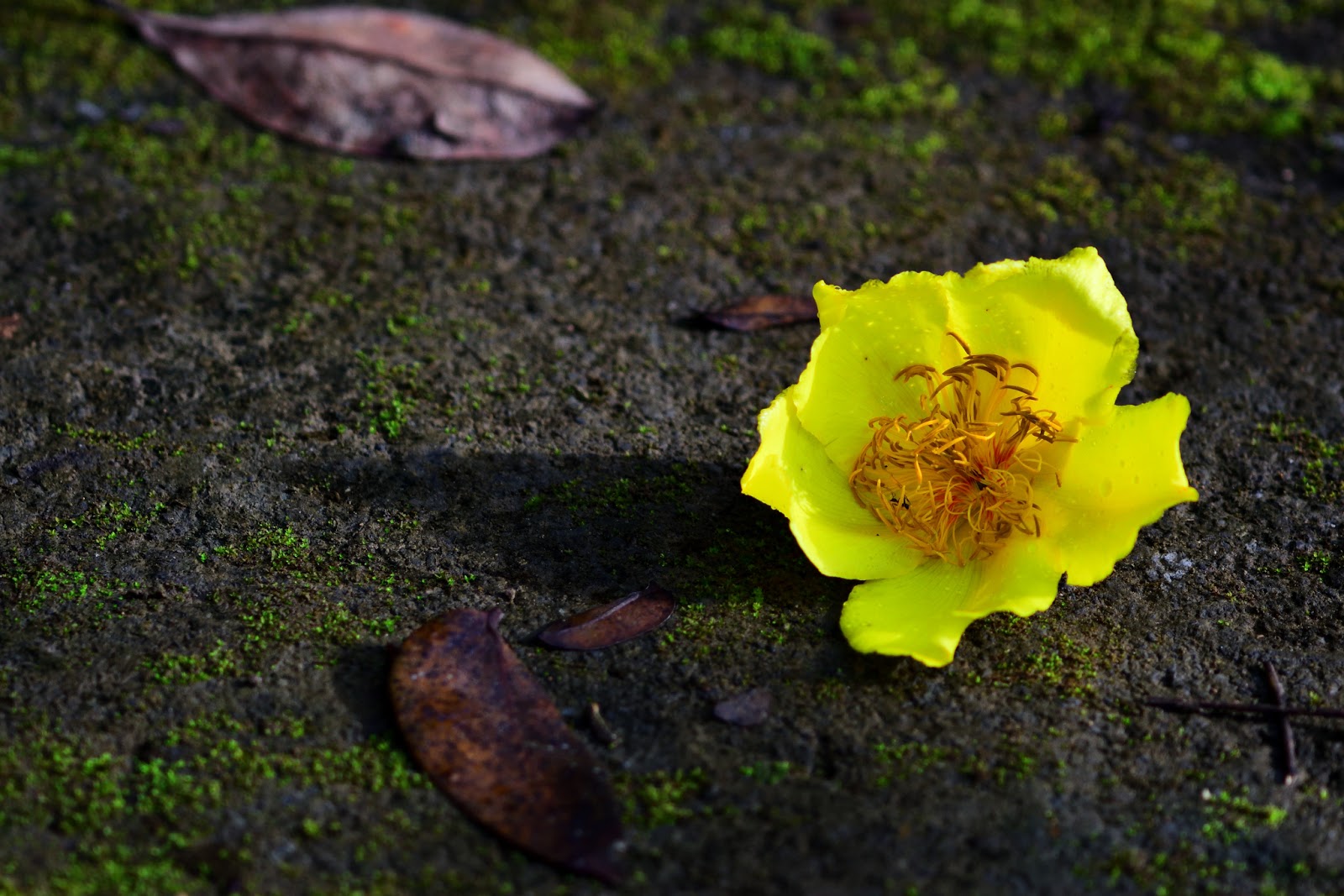 Buttercup Tree Flowers
