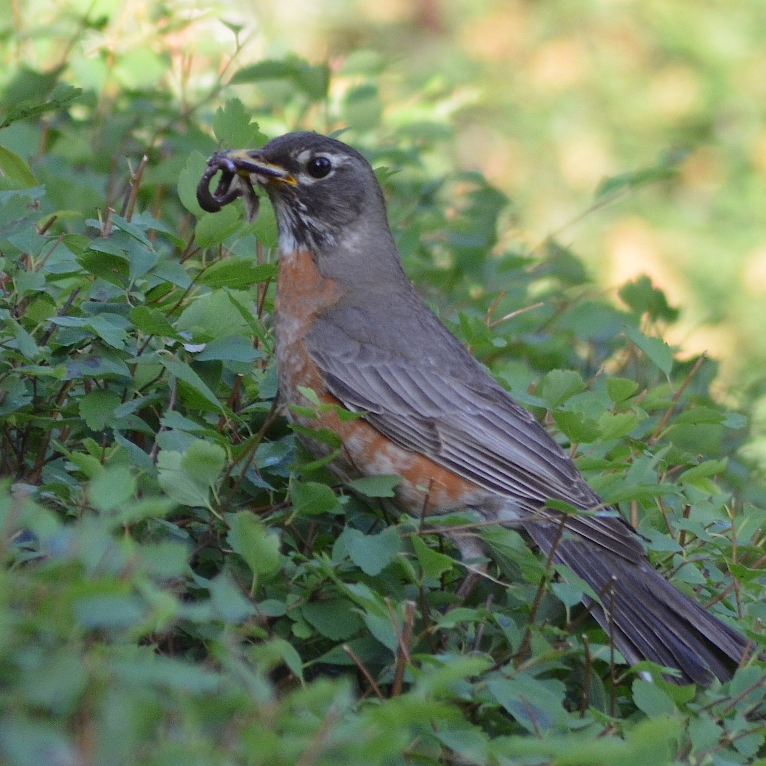 Wild Newton: American Robin: A Close Encounter